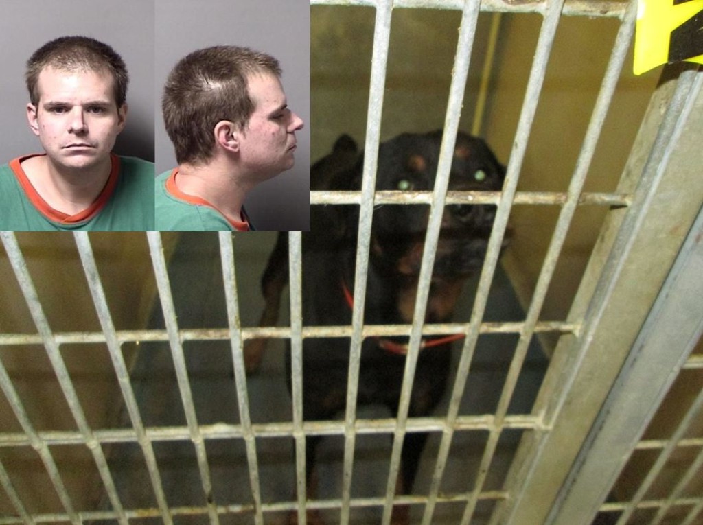 Ocala Post (Ocala News) - 2-year-old mauled to death by 4 dogs