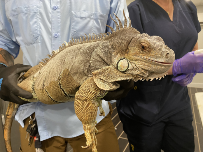 Ocala Post (Ocala News) - FWC: Time is running out to have your pet ...